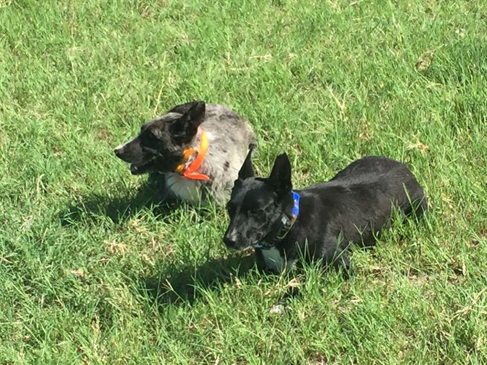 Hangin Tree Cowdogs Training and For Sale | Diamond J Stockdogs ...